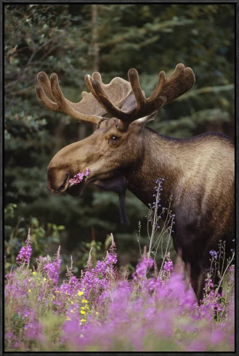 Alaska Moose Feeding On Fireweed Flowers In The Spring, 20"x30 ...