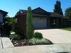 Need Landscape Ideas to Divide Landscape with Neighbor