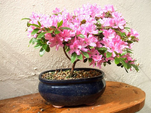 "Bonsai" Azalea