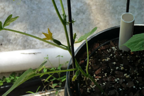 Parthenocarpic Cucumber races