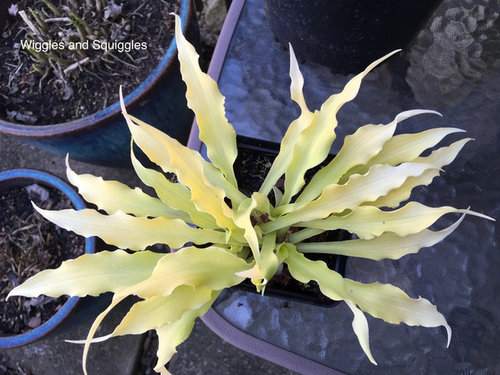 New pips and a new hosta