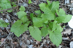 Spade-Shaped Leaves?