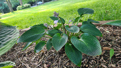 Hosta C 2023 .............................