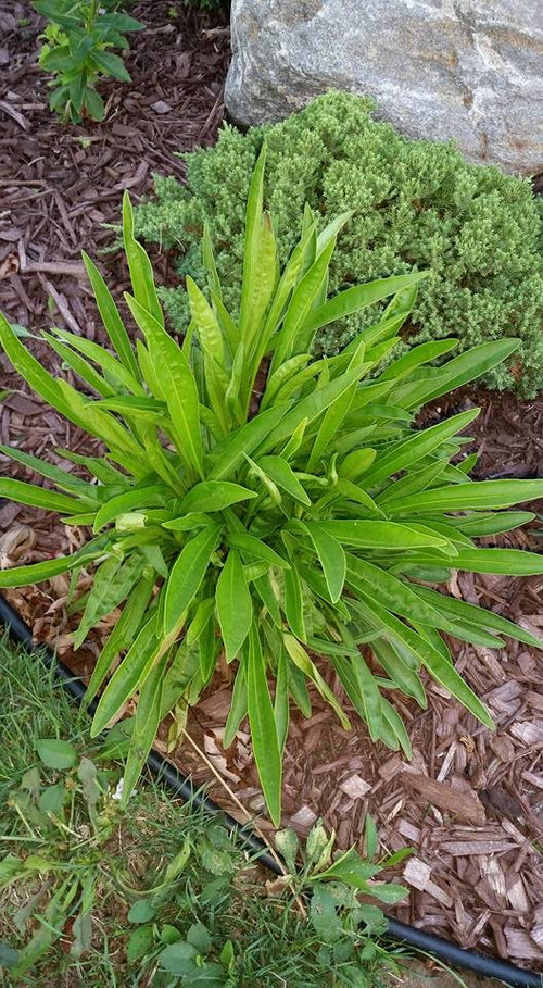 Long thin leaves, low growing perennial or weed?