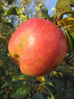 Prairie Magic Apple