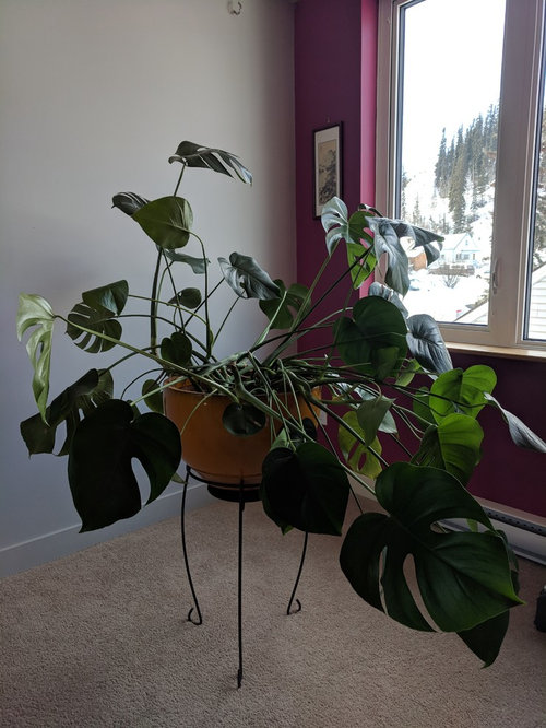 Help shaping Monstera | Houzz Forum