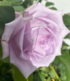 Moonlight Magic Roselle