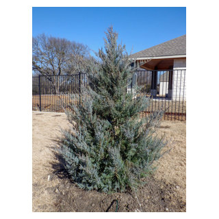 Evergreen Trees & Shrubs - Landscape - Dallas - by Treeland Nursery | Houzz