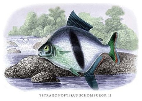 Tetragonopterus Schomburgk II, 20" x 30" - Prints And Posters - by ...