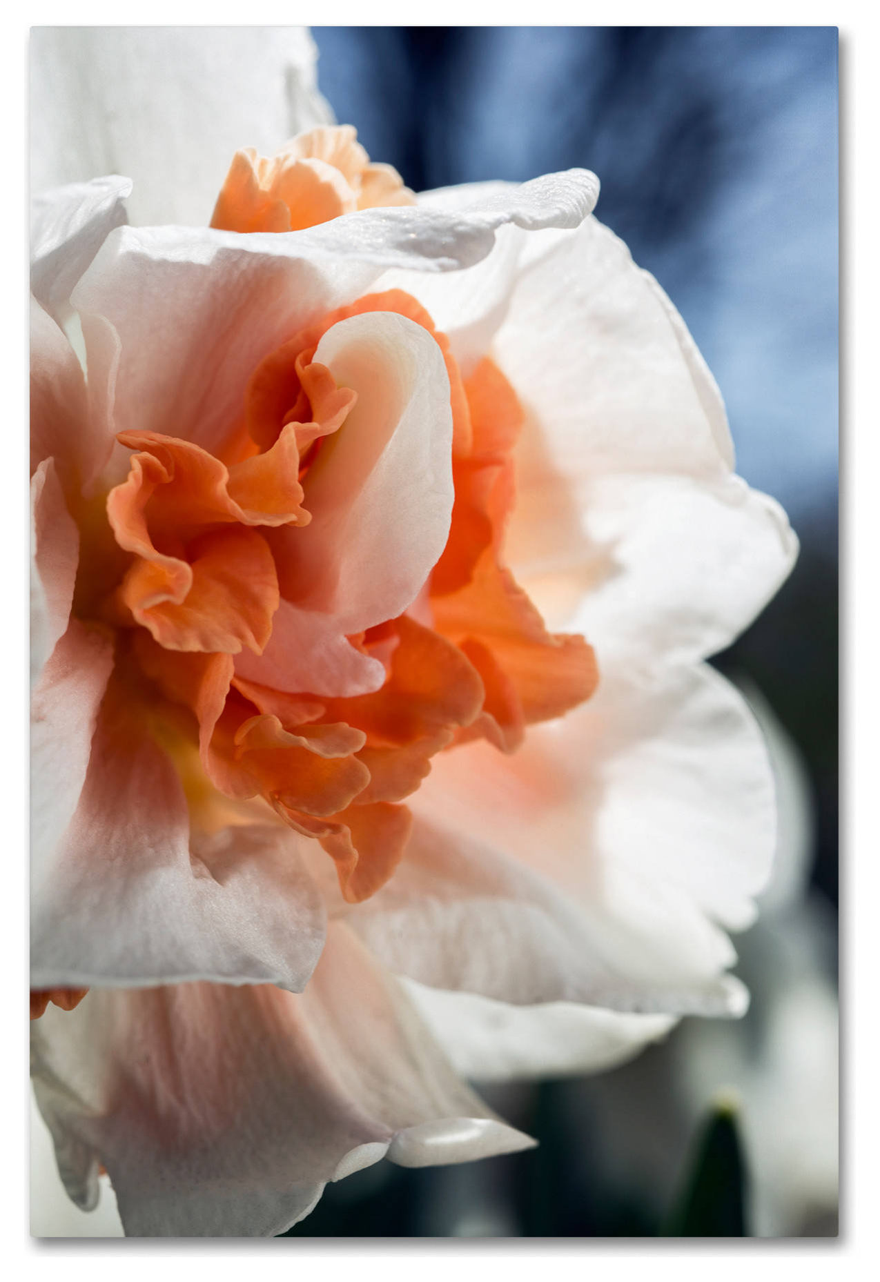 Kurt Shaffer 'Double Headed Daffodil' Canvas Art, 32"x22 ...