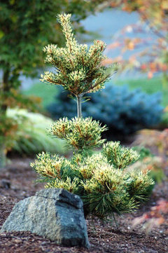Some Yellow Conifers