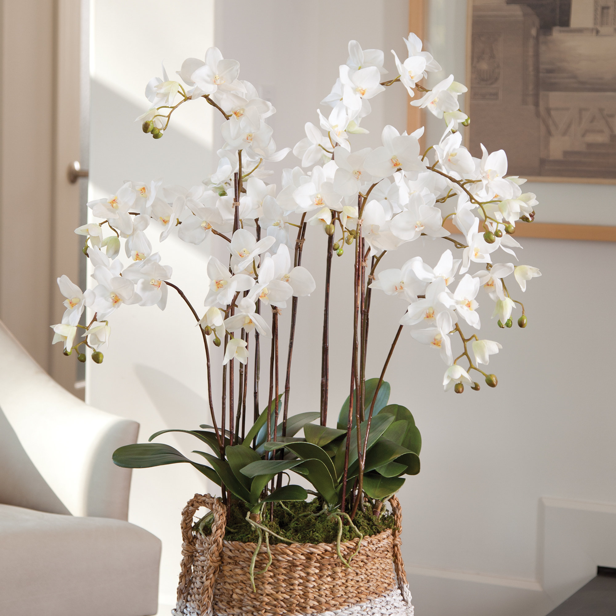 Phalaenopsis Orchid Drop-In with Root Ball, 36" - Artificial Plants And ...