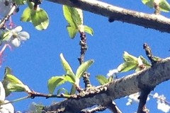 Thorny cherry tree? Is it invasive?