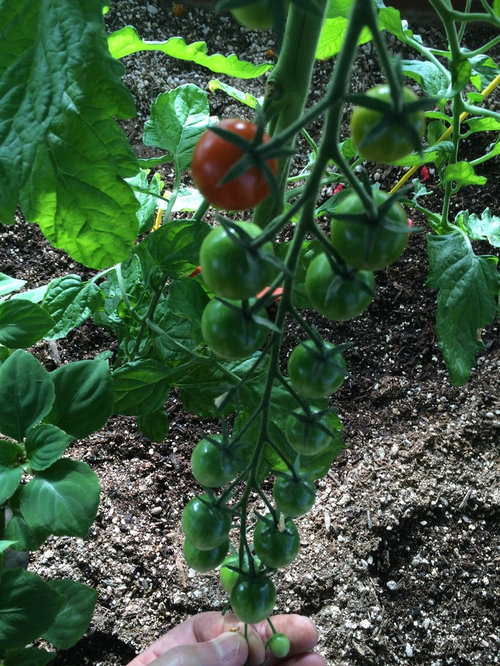 First Ripe Tomato - 2015 (Photos Please)