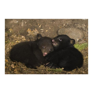 "Black Bear cubs playing in den" Paper Art, 32"x22" - Rustic - Prints ...