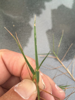 Bermudagrass or Nimblewill?