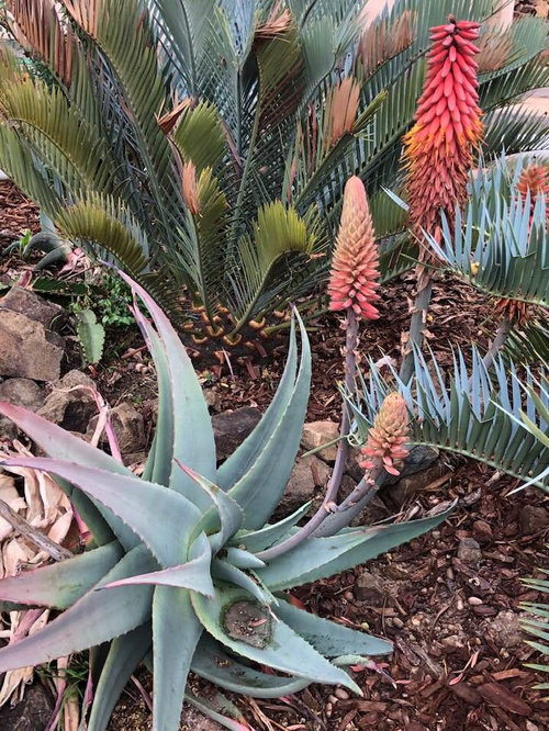 Adamantinely Attractive Arabian Aloe
