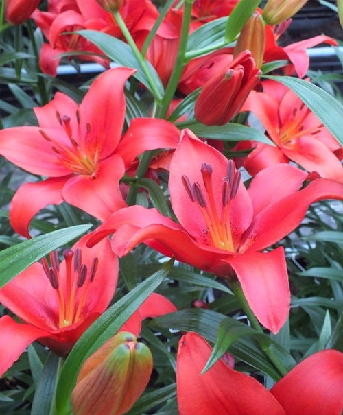 Asiatic lilies (lilium) zone 9b? Tips? | Houzz Forum