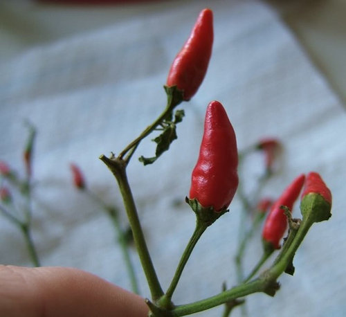 Pepper ID - small, skinny, red (pics!)