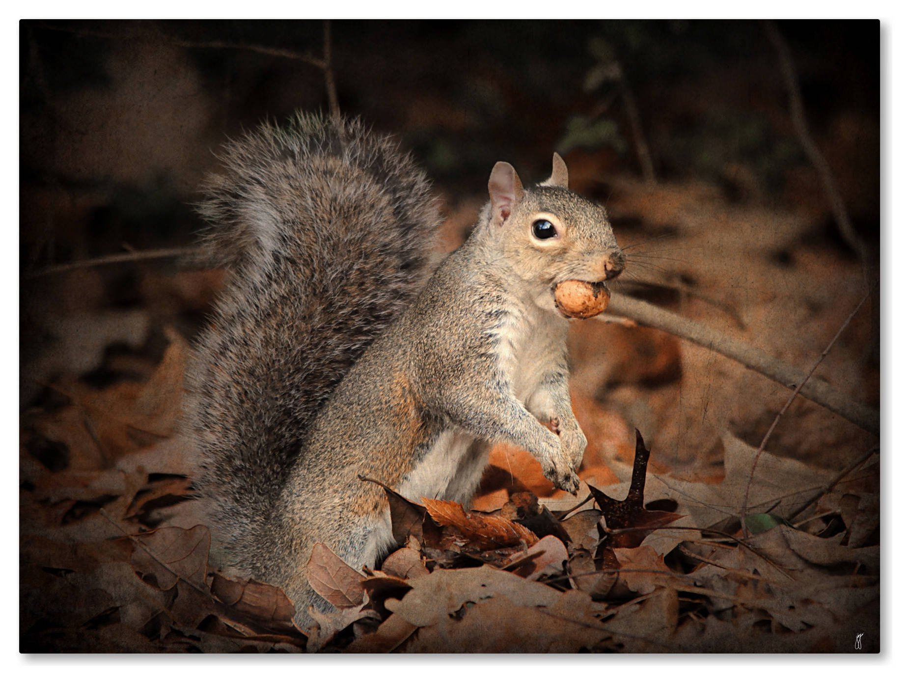 Jai Johnson 'More Than You Can Chew Squirrel' Canvas Art, 24"x18 ...