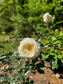 New rose at Edmunds': "Top Cream" fragrant, healthy, own root! | Houzz ...