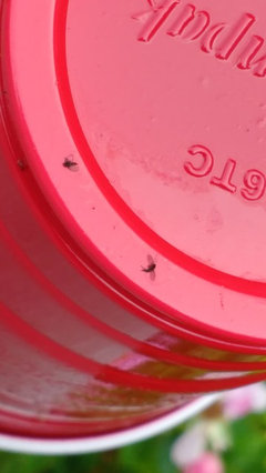 More rose midge advice