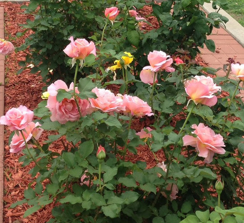 What makes a rose bush considered vigorous?