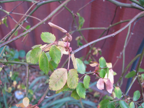 Rose Spring Dwarf Disease on Mel's Heritage?