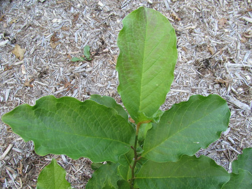Magnolia rootstock