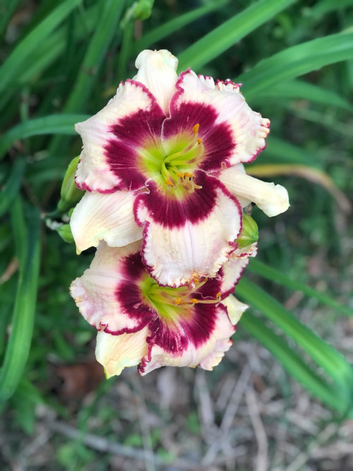 Catching up between the storms | Houzz Forum