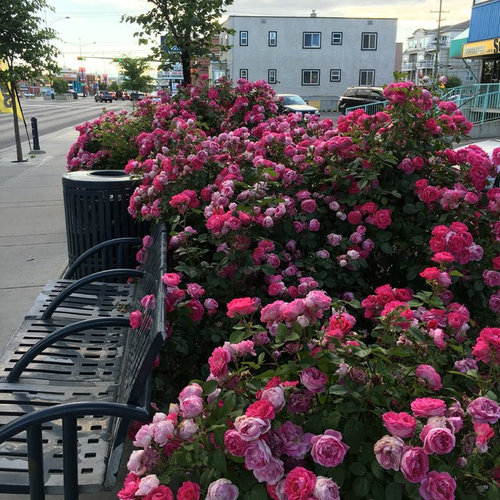Morden Centennial roses out of control!!!
