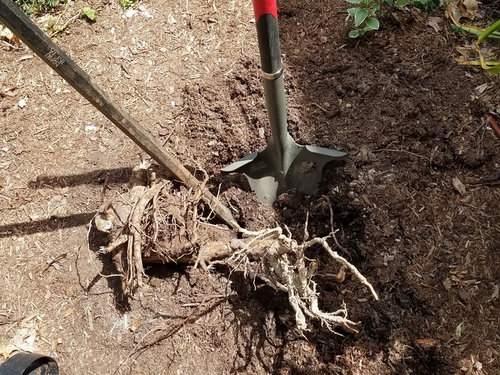 Well, how did that Root Slayer work out?