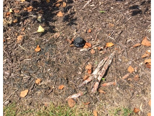 What to do about River Birch roots