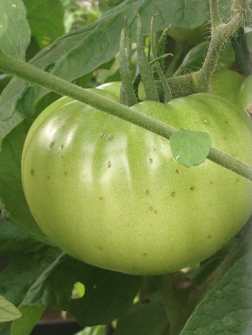 Tiny "bites" in tomatoes?