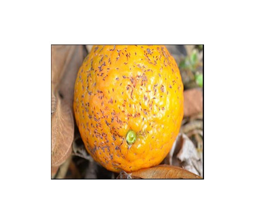 Orange fruit scale