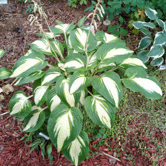 ken_adrian - still kickin