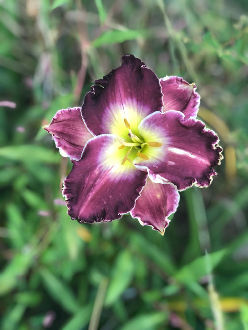 Frost, freeze and goodbye to blooms