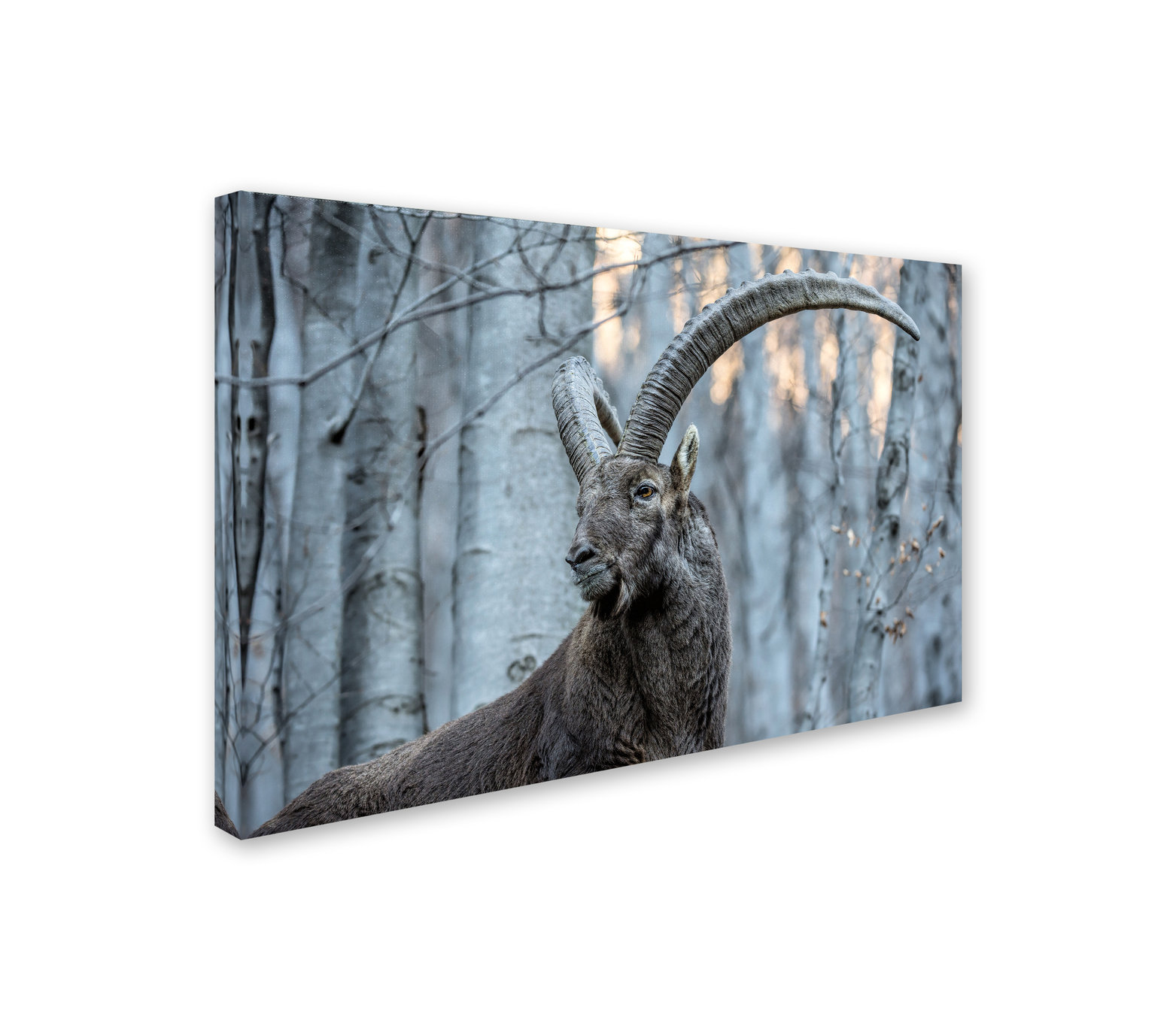 Daniele Bariviera 'Majesty' Canvas Art, 24"x 16" - Rustic - Prints And ...