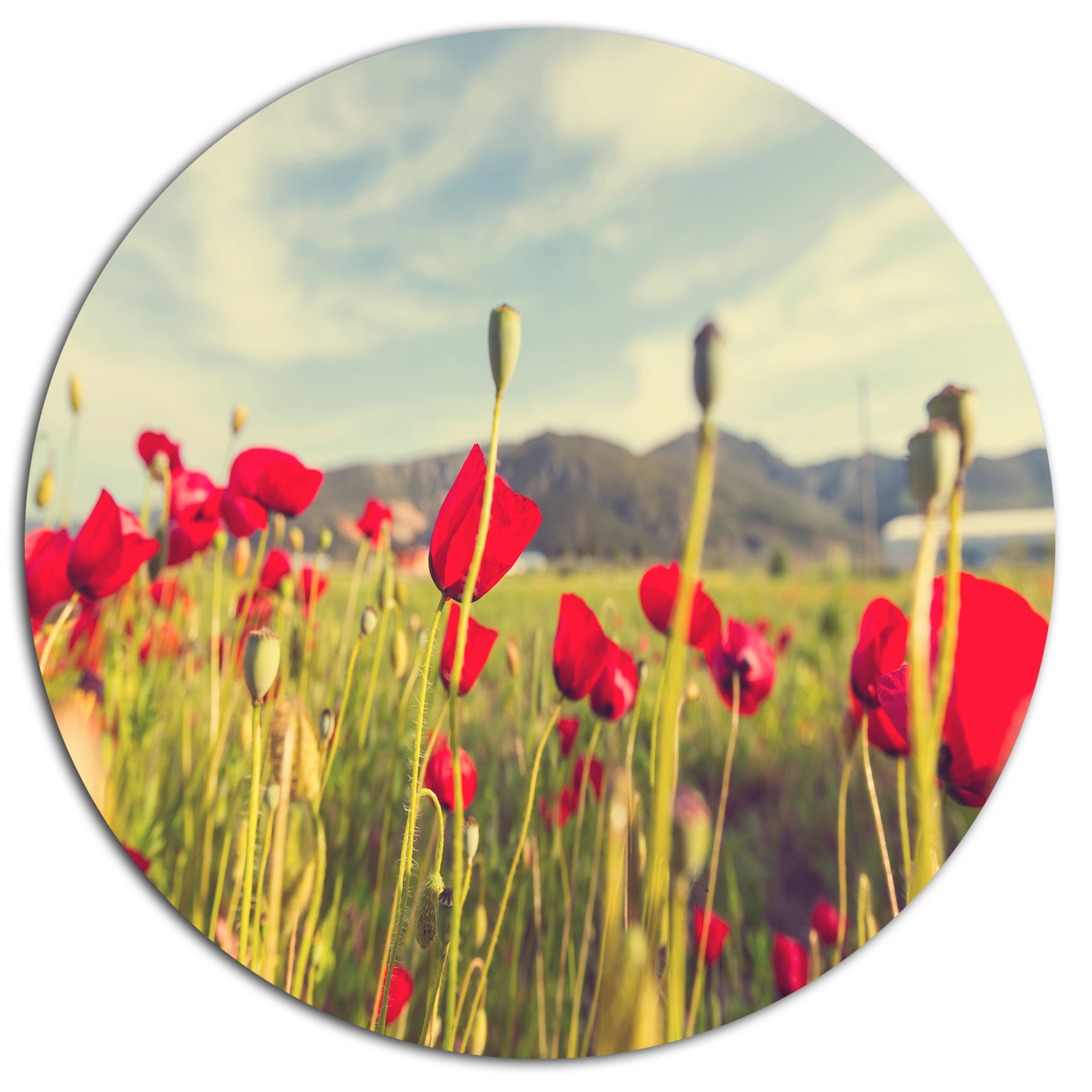 Wild Red Poppy Flowers In Field, Flower Round Wall Art, Disc of 36 inch ...