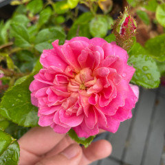 Best Roses with Button Eyes? | Houzz Forum