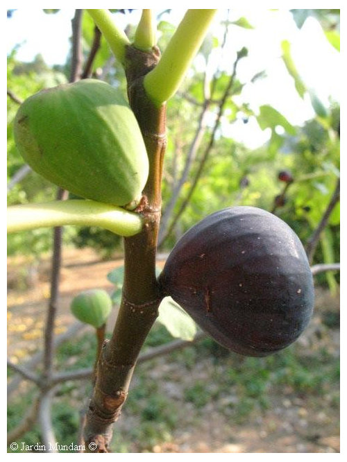 Mundani Botanical Garden