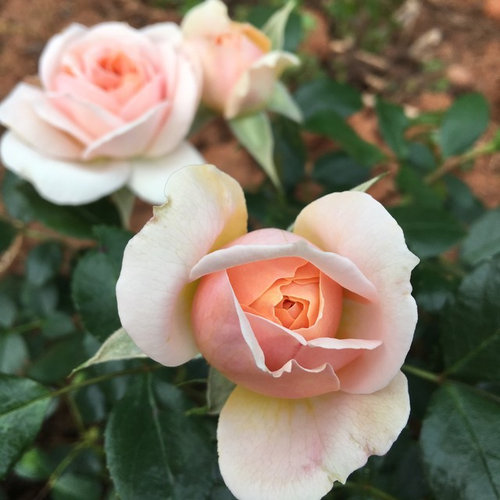 Cream Veranda- such a beauty!