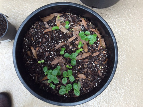Seeds from Ecuador