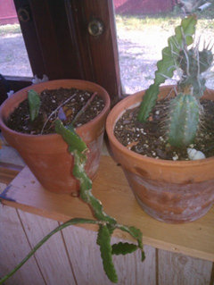 Rooting a Zig-Zag Cactus