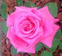 Jessica Hybrid Tea Rose