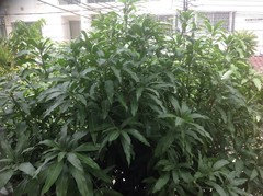 mango tree not fruiting