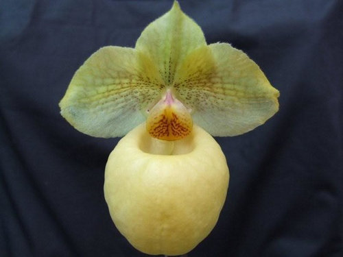 Paph Fumi's Delight