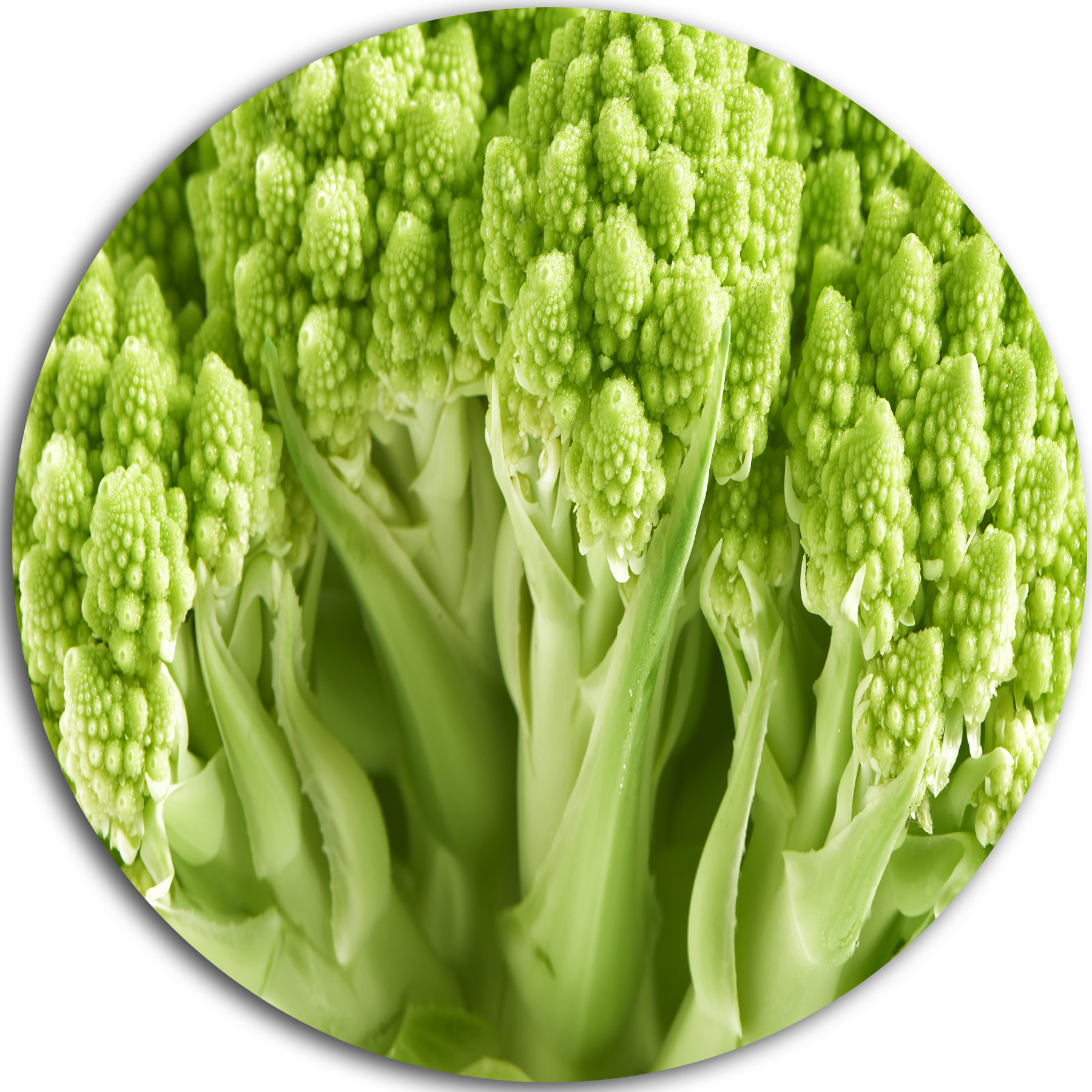 Fresh Green Romanesco Florets, Floral Photo Round Metal Wall Art, Disc ...