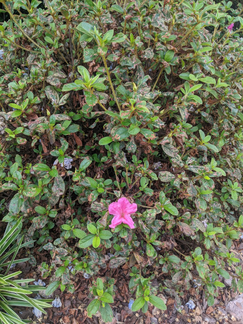 Rusting azaleas: help needed!!!