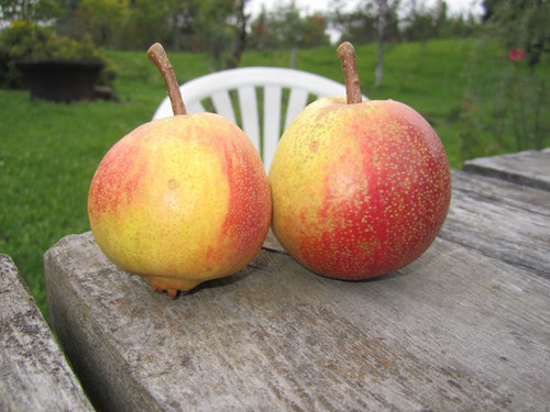 Lets talk about hardy pears....